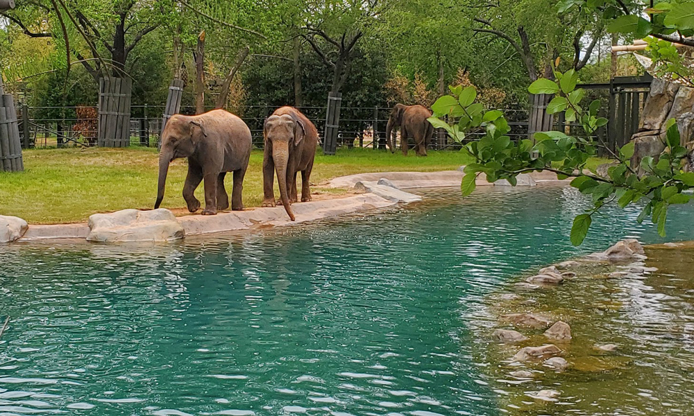 Celebrating the Grand Opening of Elephant Springs at the Fort Worth Zoo ...